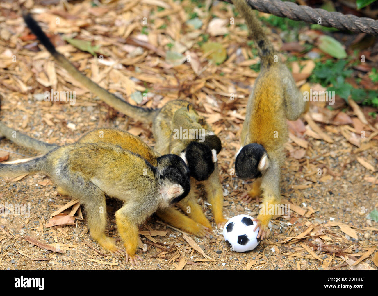 Photocall with male squirrel monkey Bounty and his eleven offspring ...