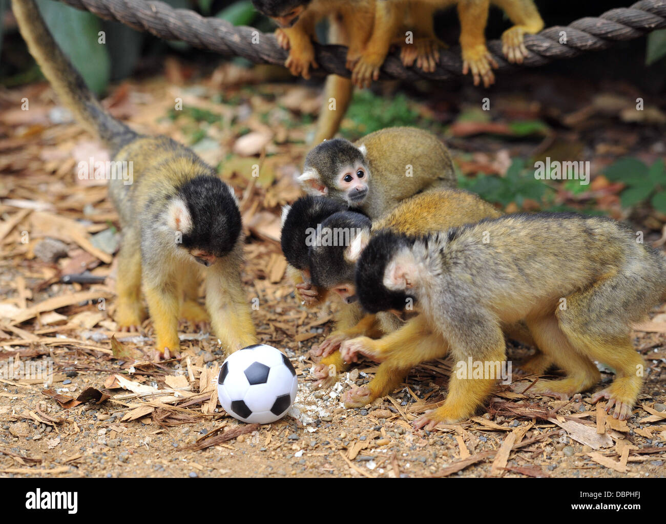 Photocall with male squirrel monkey Bounty and his eleven offspring ...