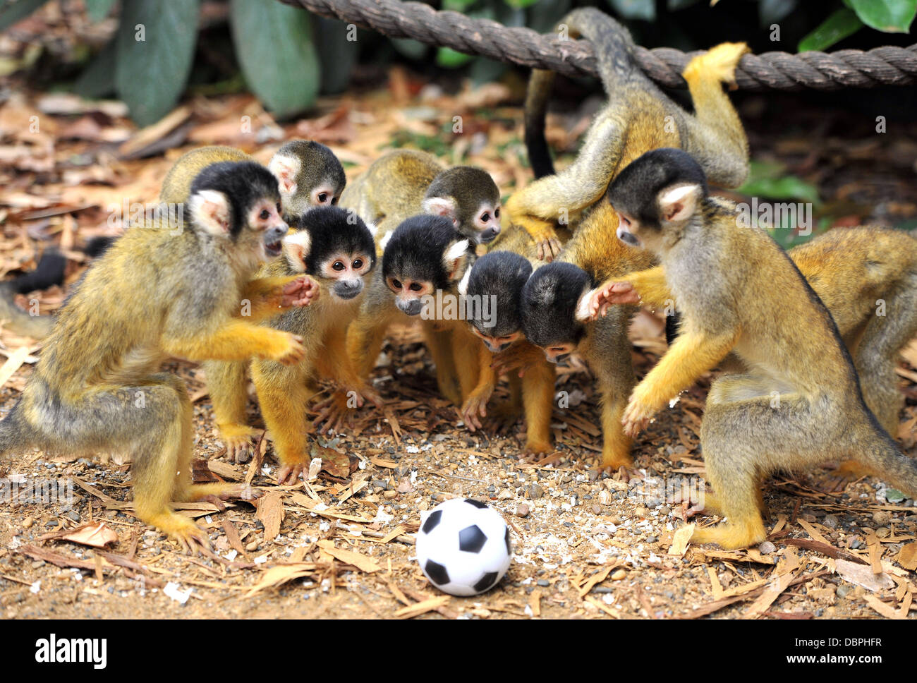 Photocall with male squirrel monkey Bounty and his eleven offspring ...