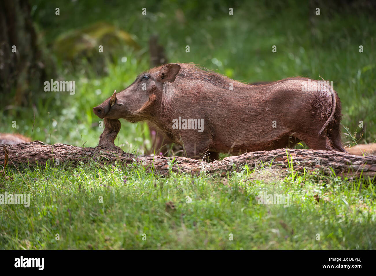 Eritrean warthog phacochoerus africanus aeliani scratching on log hi ...