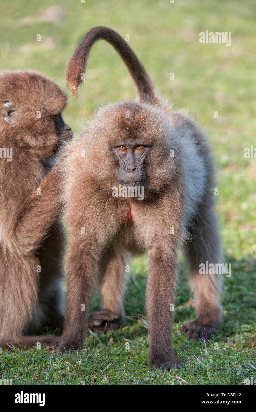 Gelada baboons (Theropithecus Gelada) grooming each other, Simien ...