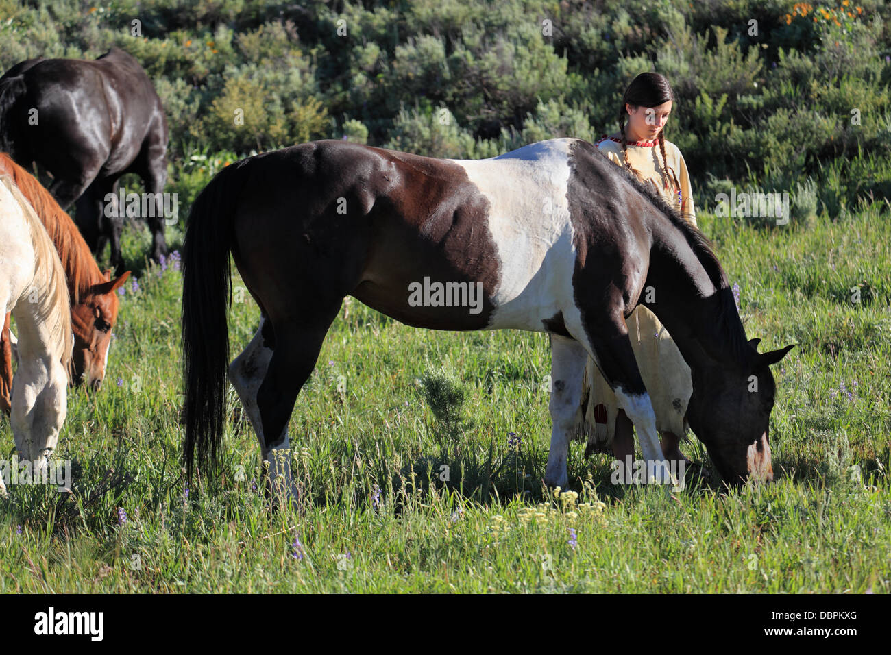 native American Indian girl in traditional costume tends horses in ...