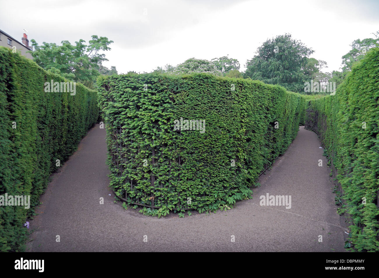 Which way? Trapped inside the famous Hampton Court Maze, UK Stock Photo ...