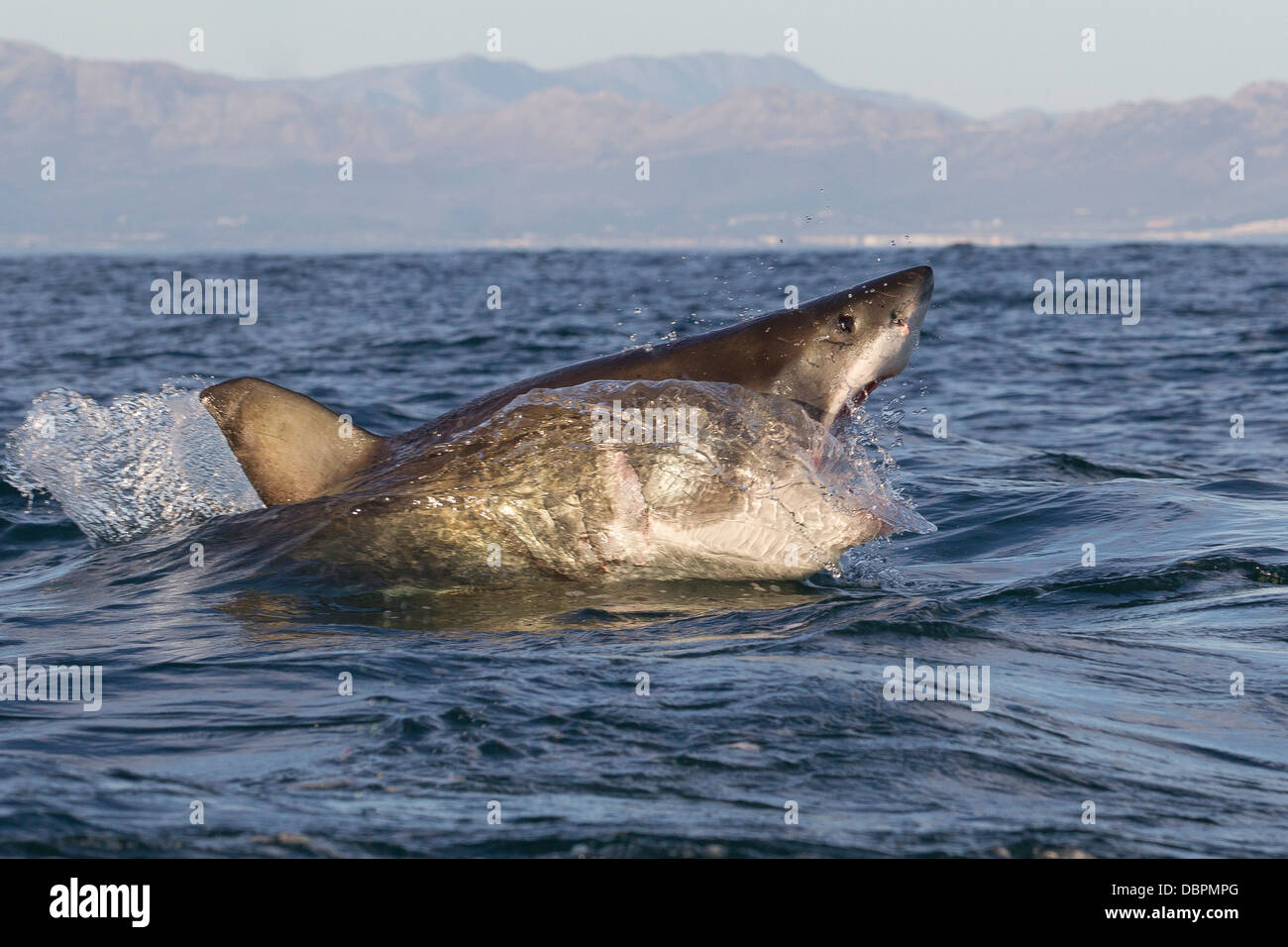 False bay great white shark hi-res stock photography and images - Alamy