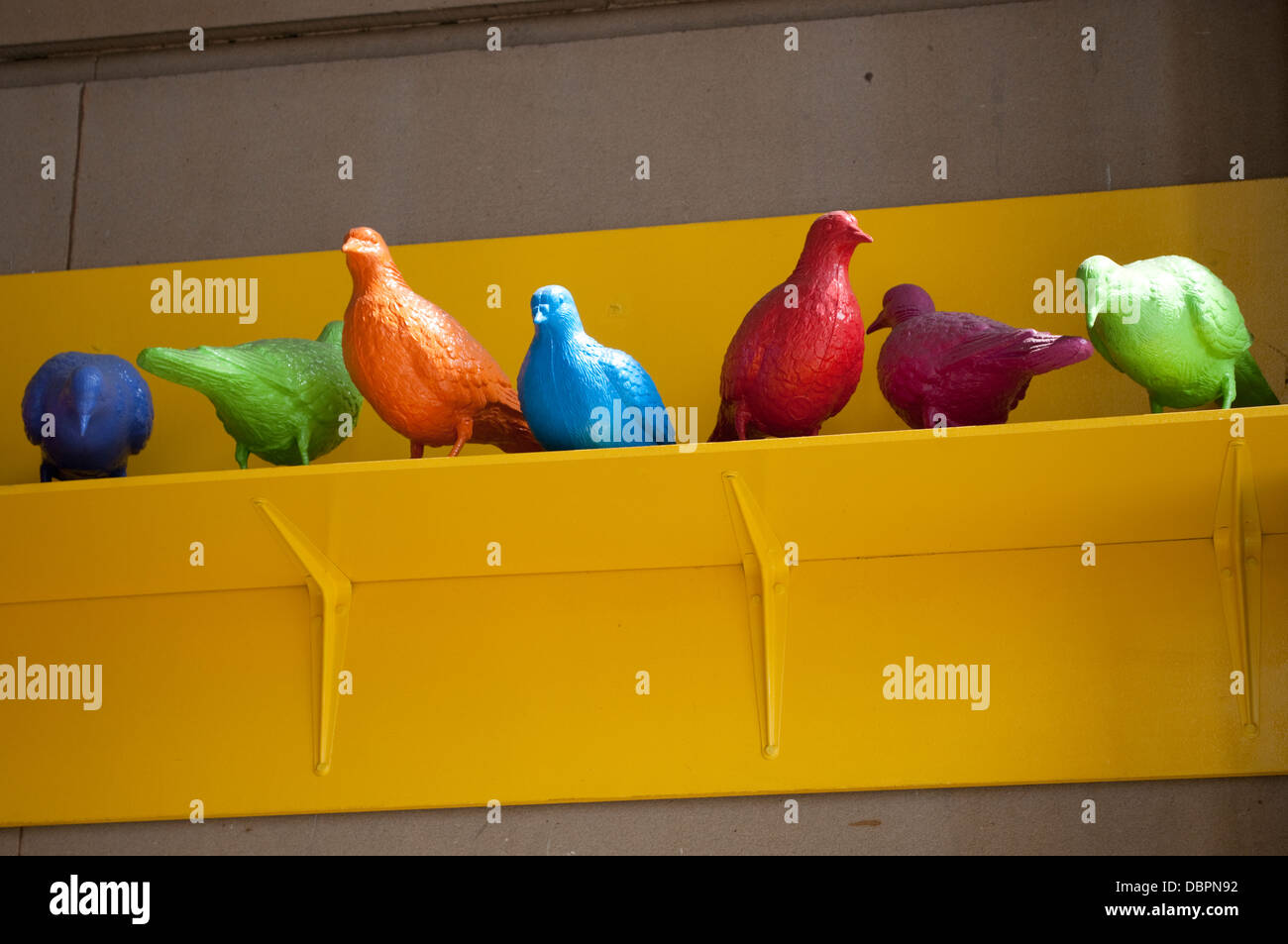 Liverpool pigeons hi-res stock photography and images - Alamy