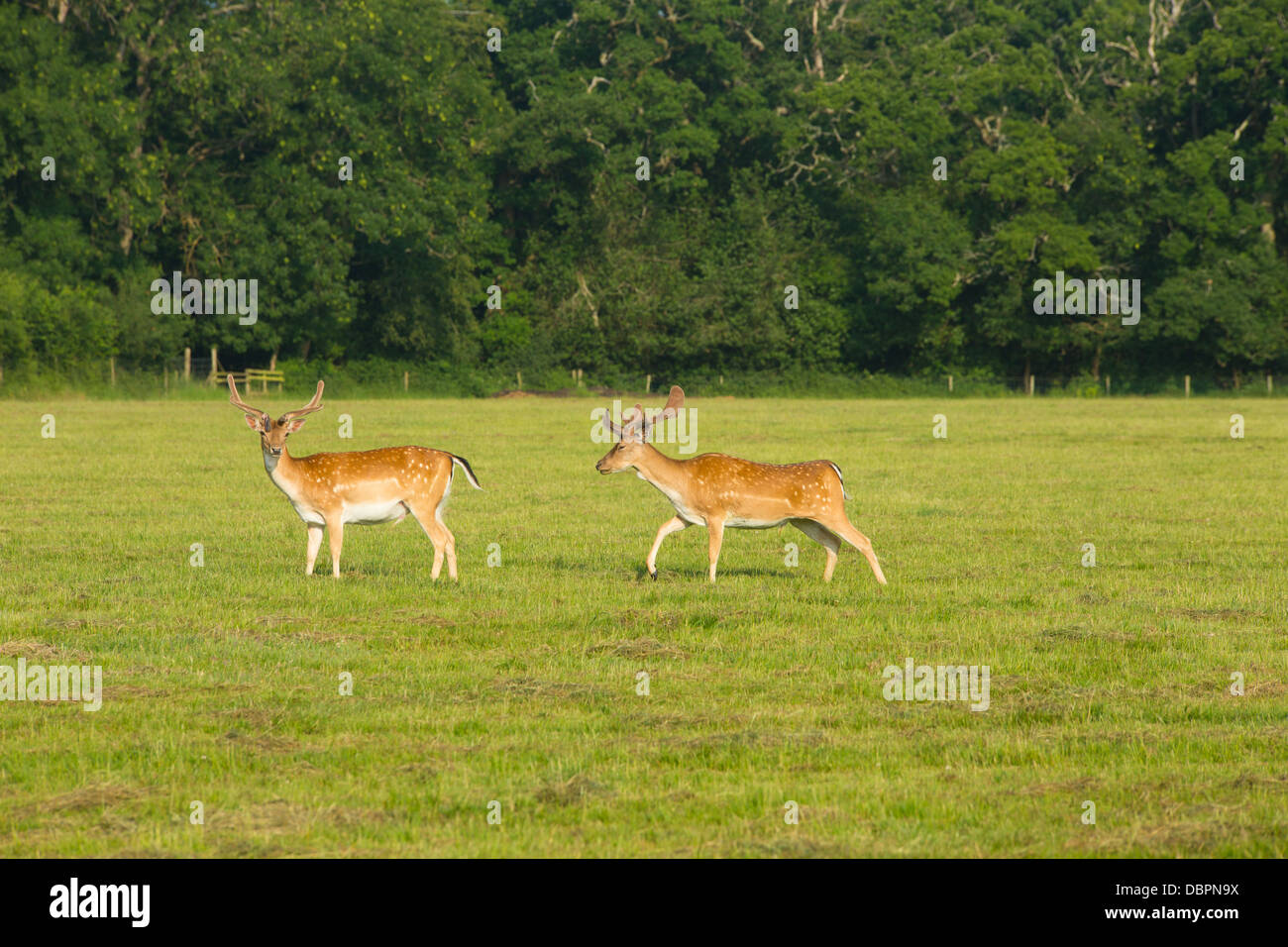 New forrest england hi-res stock photography and images - Alamy