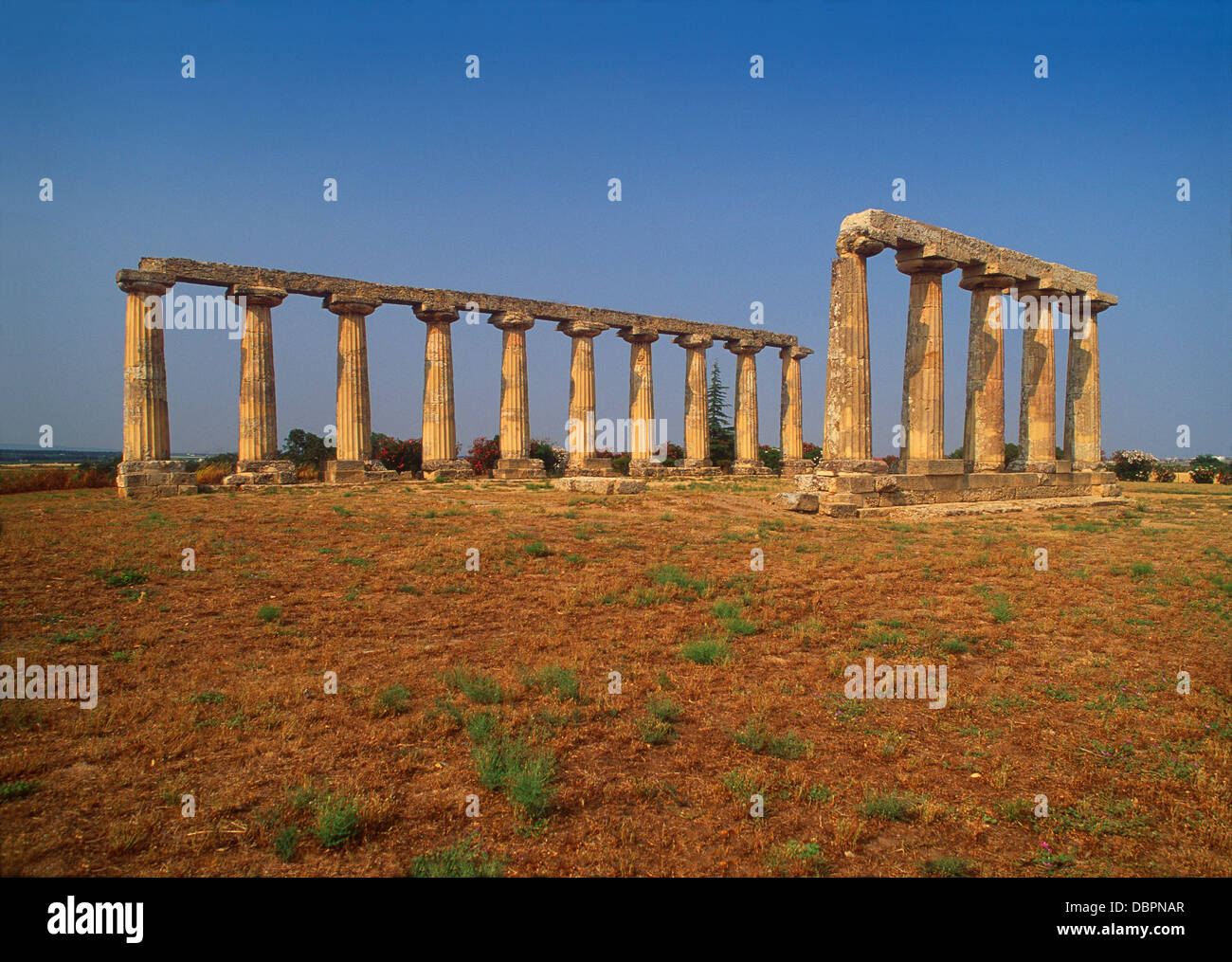 Metaponto's Tavole Palatine Doric Temple of Hera dating back to the 6th ...