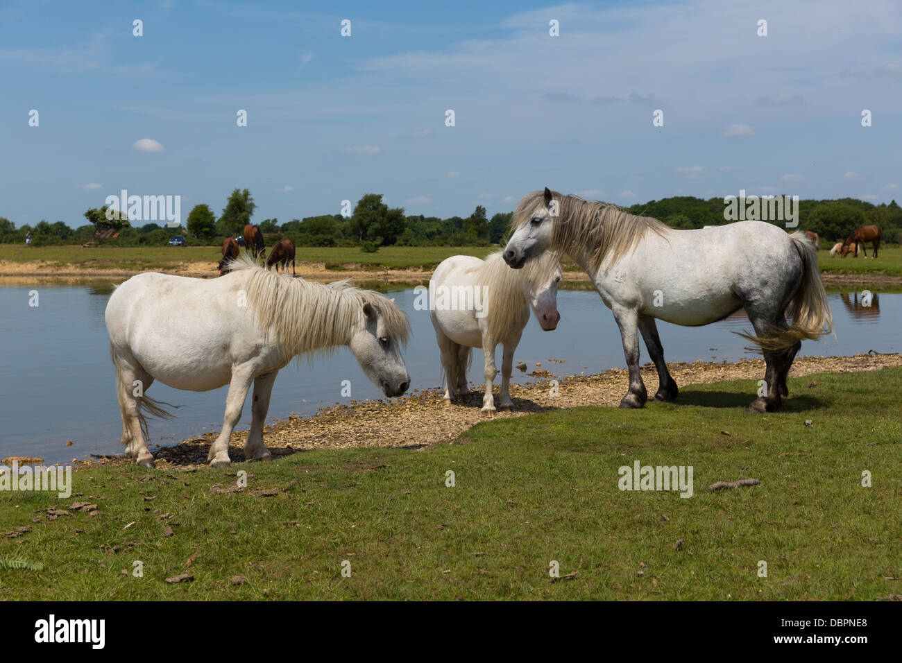 White ponies by lake on a beautiful sunny summer day in New Forest ...