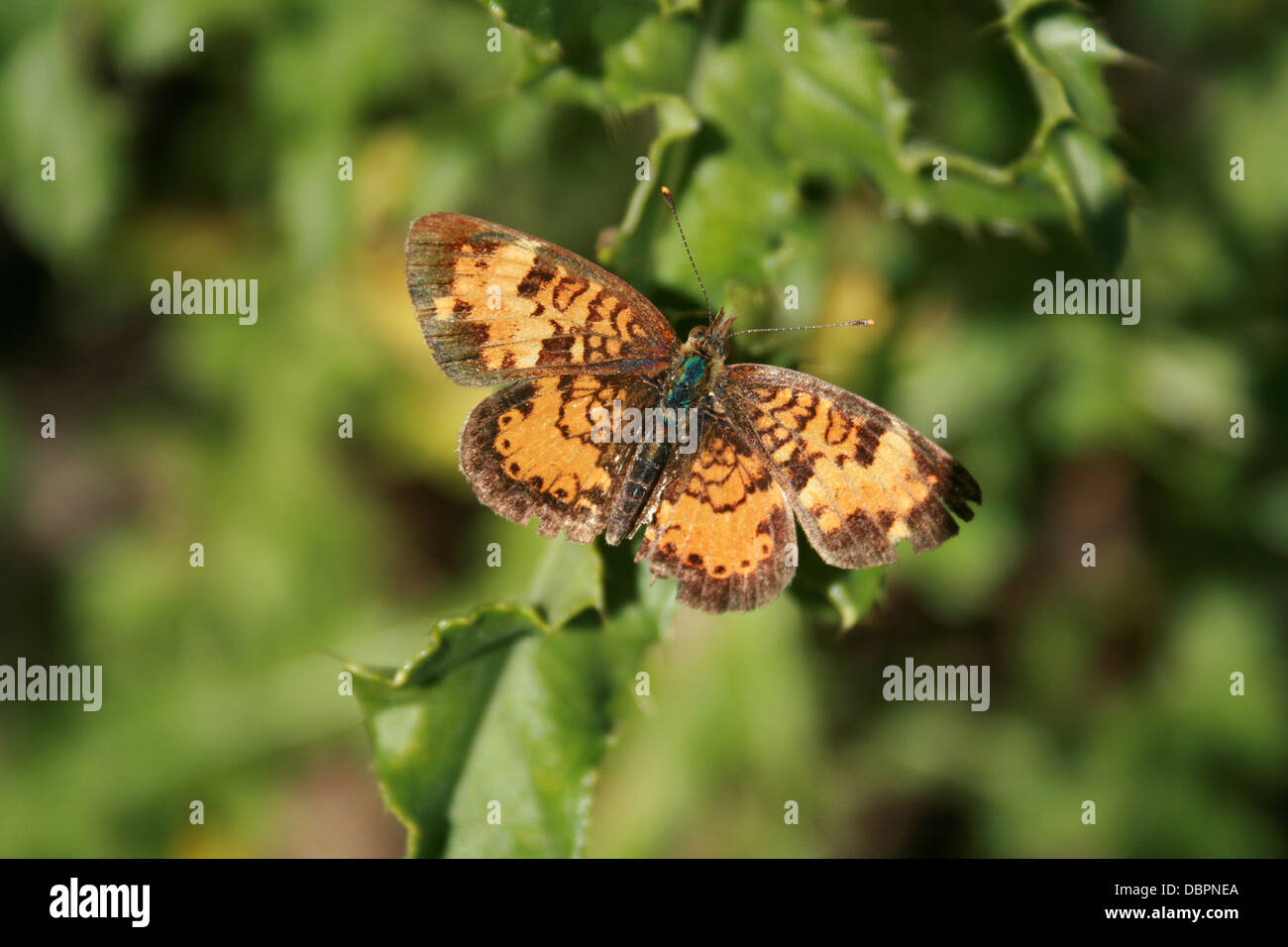 A brown and yellow Butterfly standing on the leaf of a plant in Altona ...