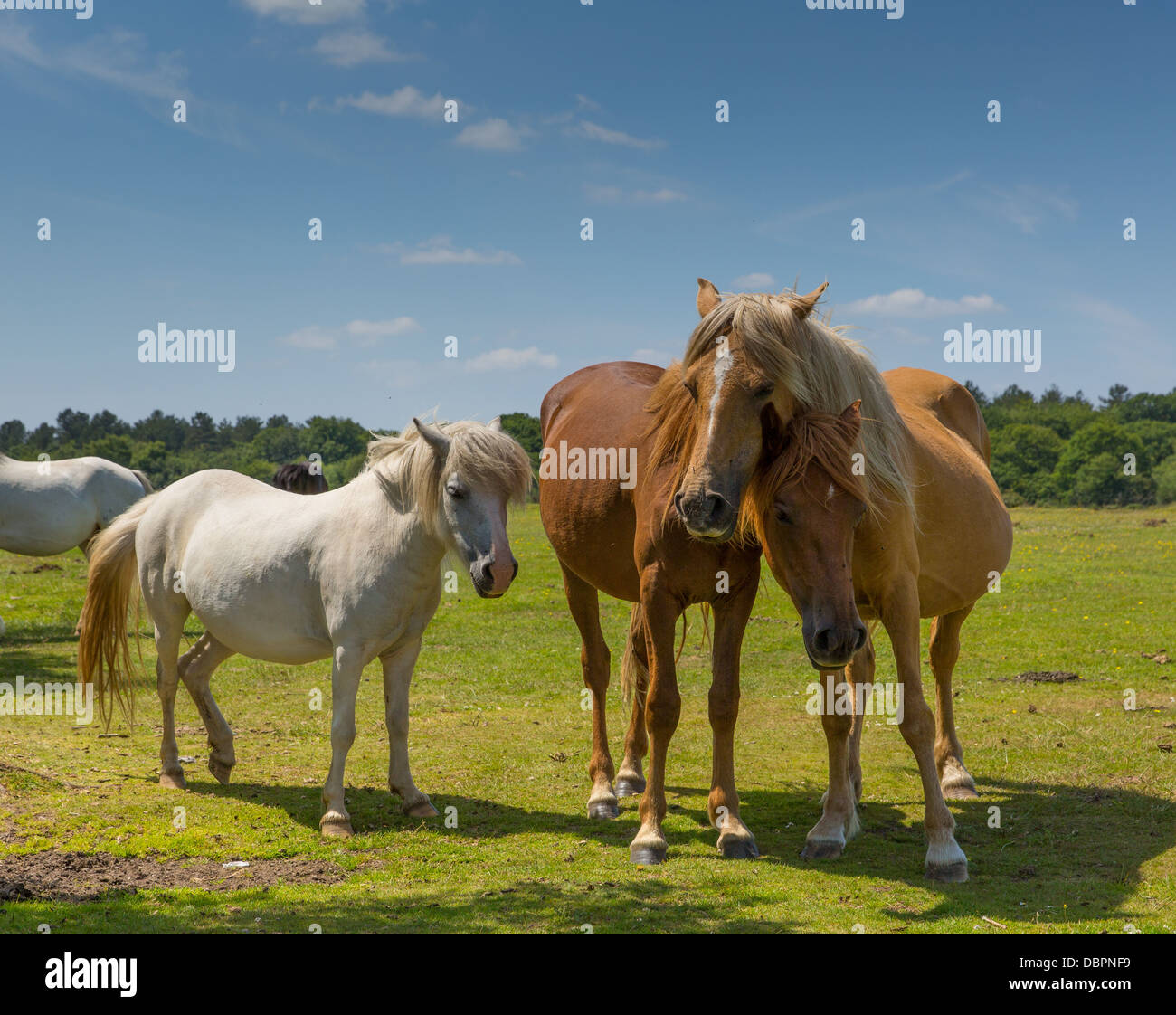 Beautiful ponies showing affection and mother and baby pony cuddling on ...