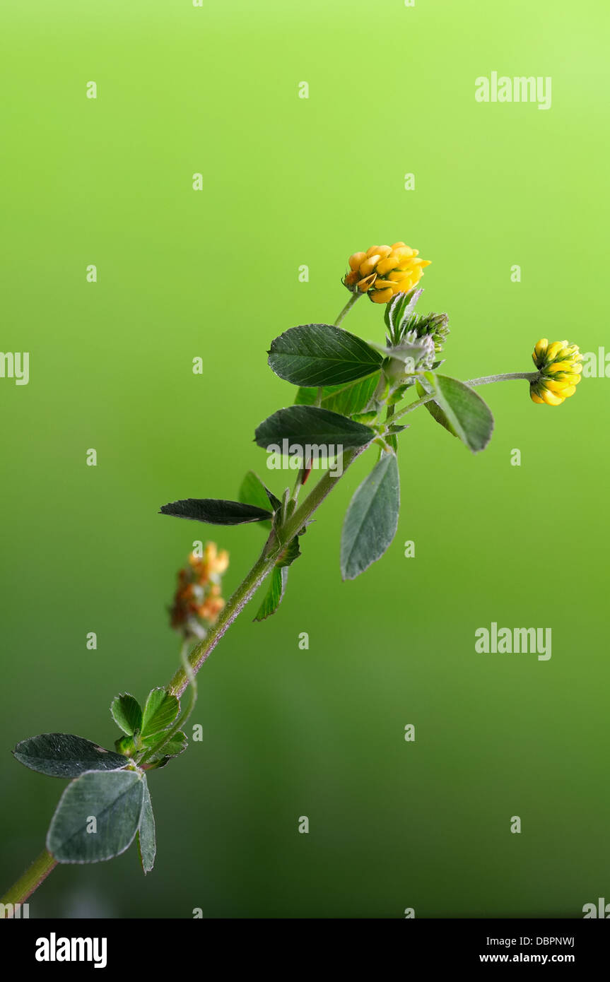 Yellow trifoil hi-res stock photography and images - Alamy