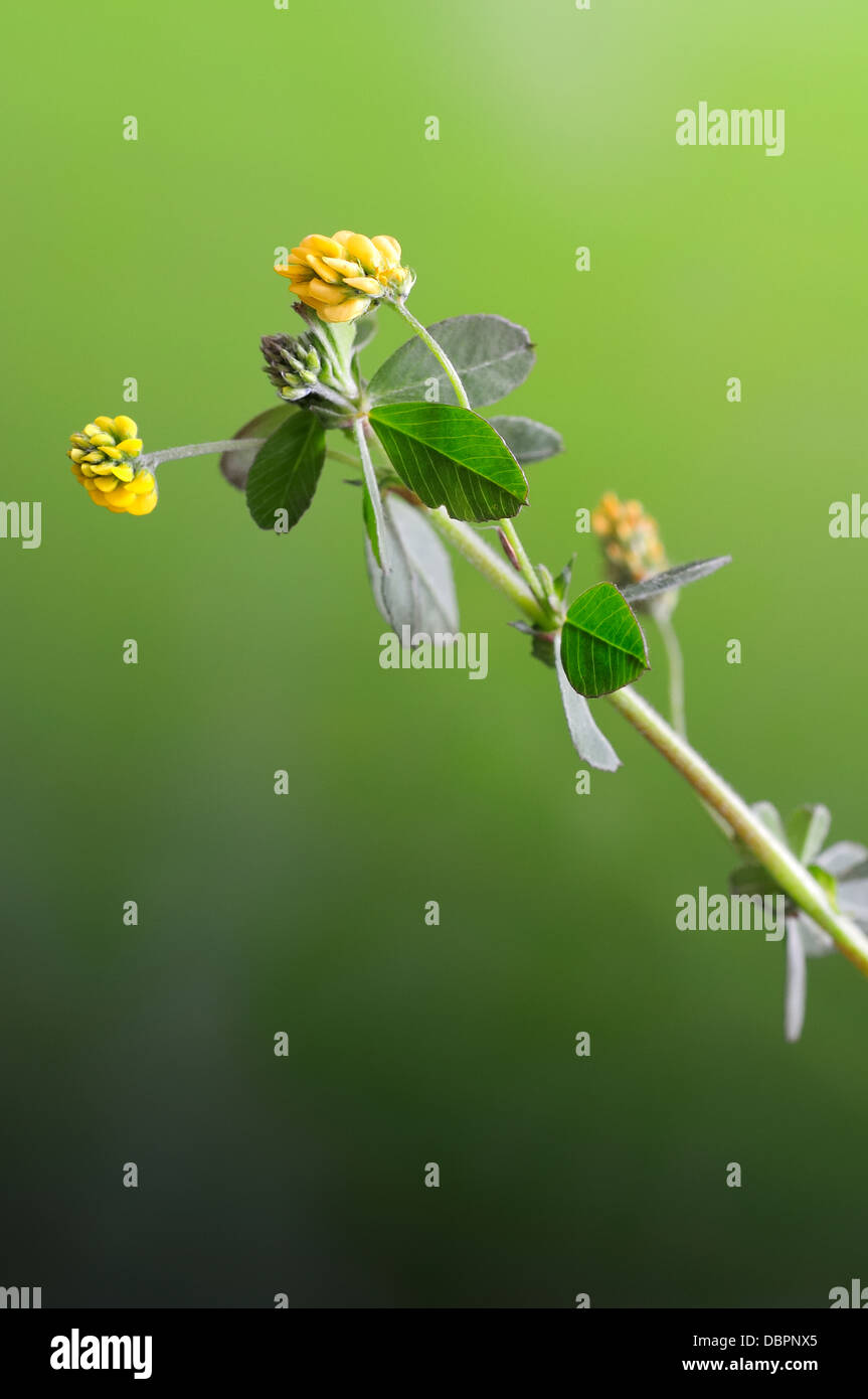 Black medick, Medicago lupulina, vertical portrait of yellow flowers ...