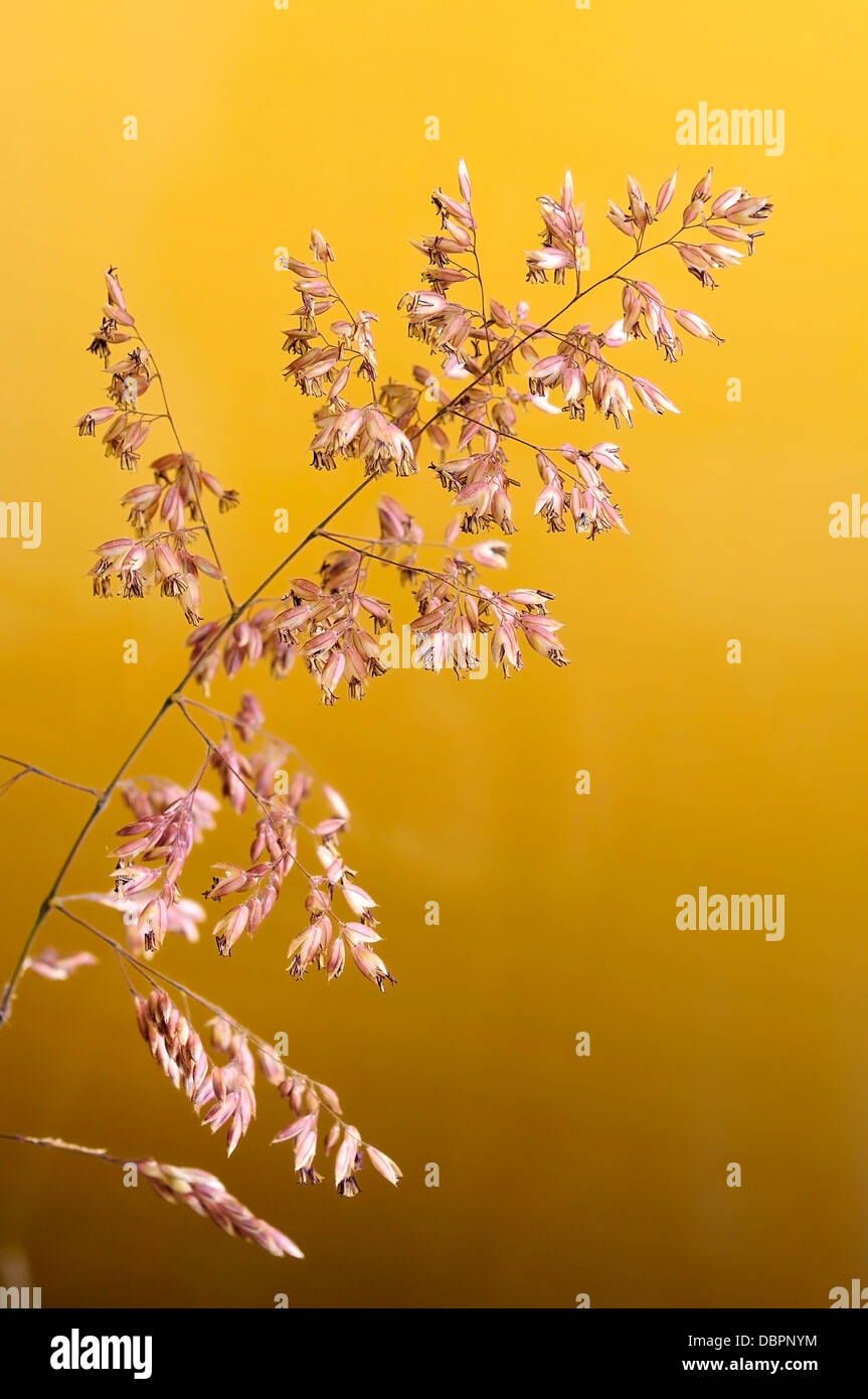 Yorkshire Fog Grasses, Holcus lanatus, portrait of brown head flowers ...