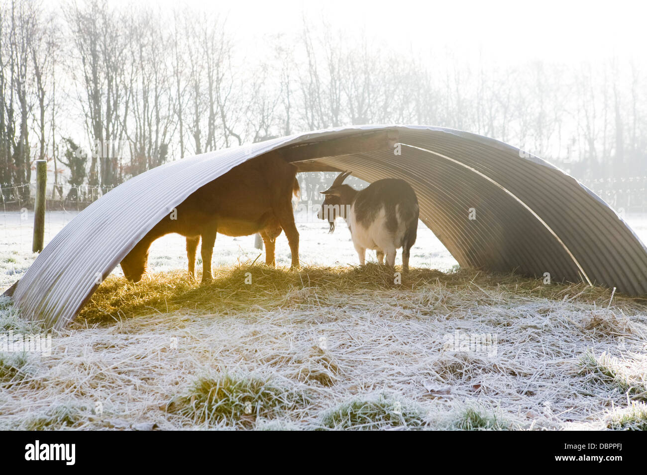 Goat under shelter hi-res stock photography and images - Alamy