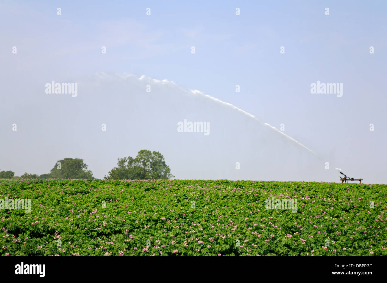 Potato crop irrigation hi-res stock photography and images - Alamy