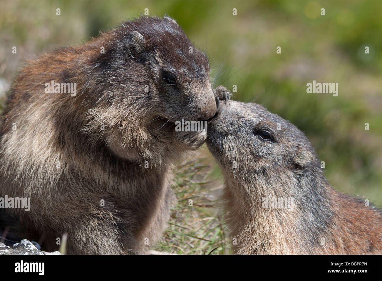 Alpine marmot with young / Marmota marmota Stock Photo - Alamy