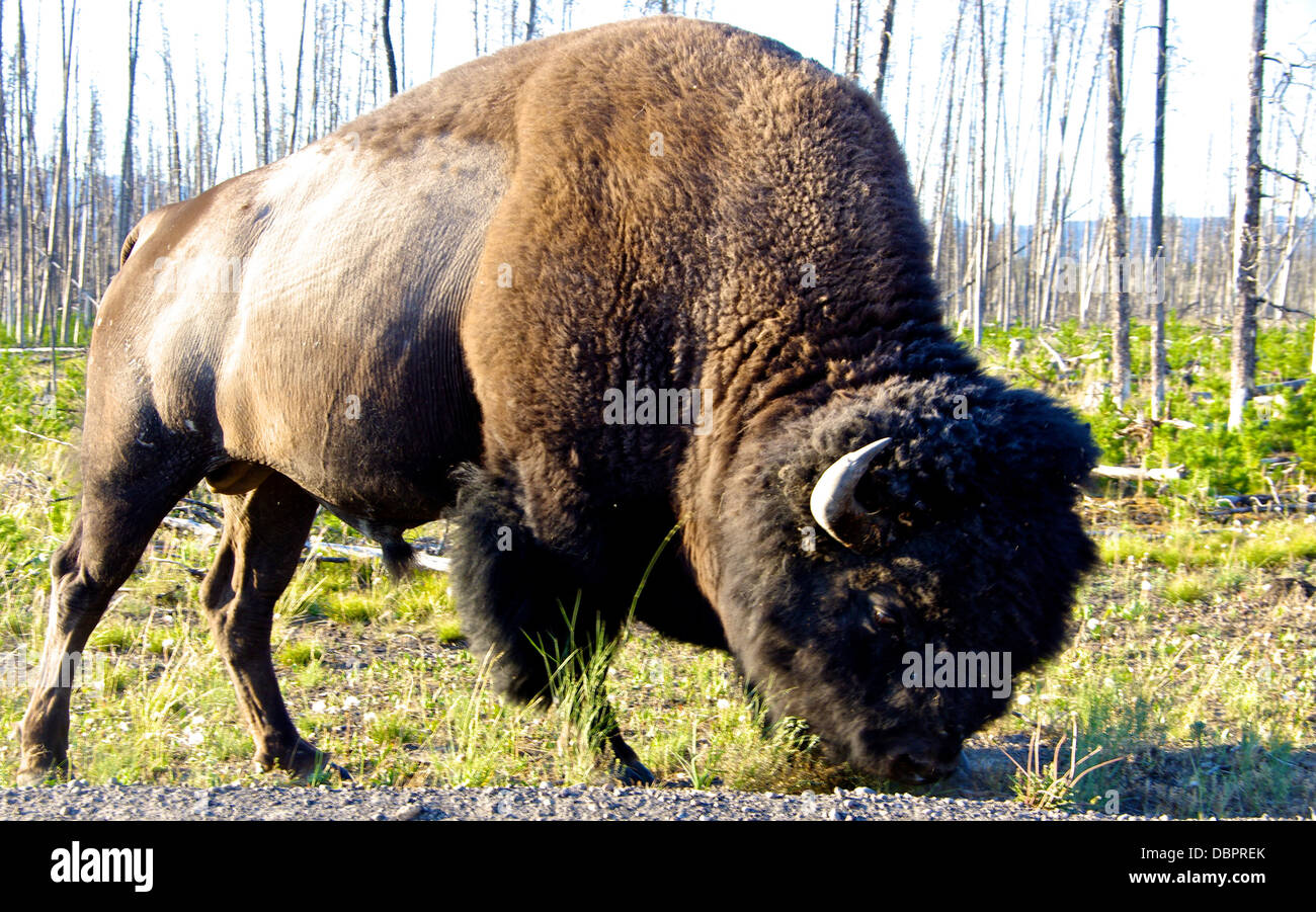 Shaggy buffalo hi-res stock photography and images - Alamy