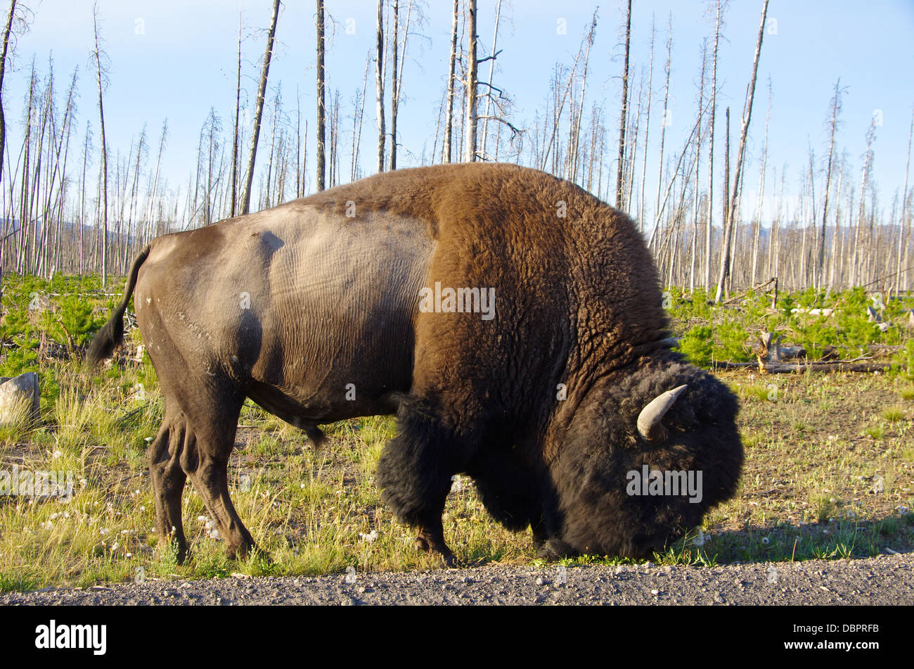 Shaggy bison hi-res stock photography and images - Alamy