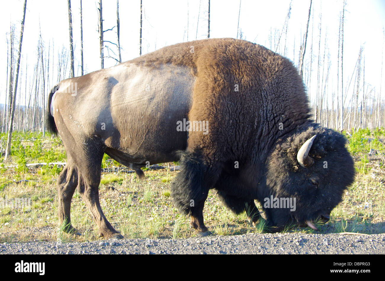 Grazing buffalo hi-res stock photography and images - Alamy