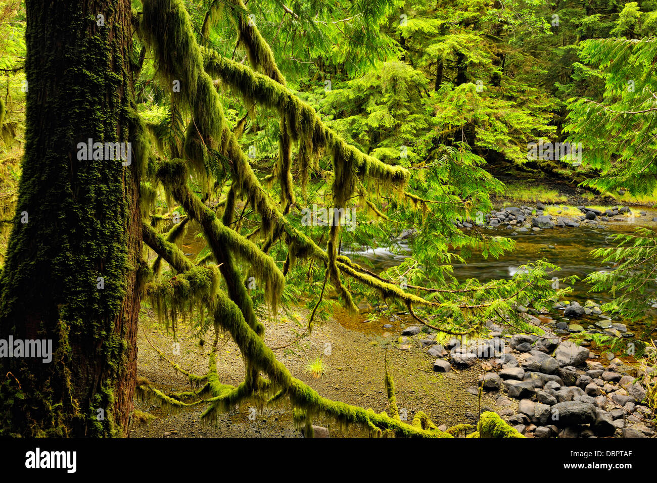 Salmon stream and temperate rainforest Bag Harbour Haida Gwaii Queen ...