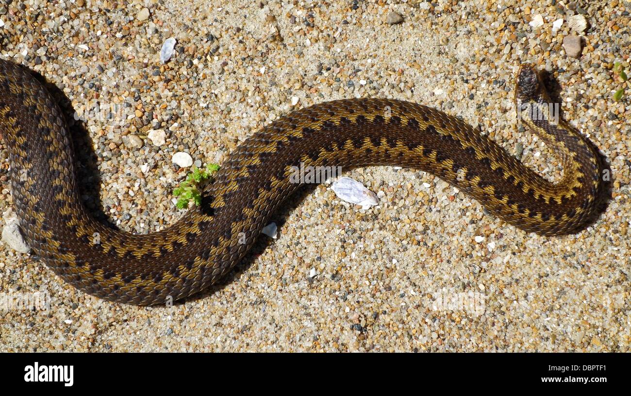 A common European adder (Vipera berus) slides through the sand on a ...