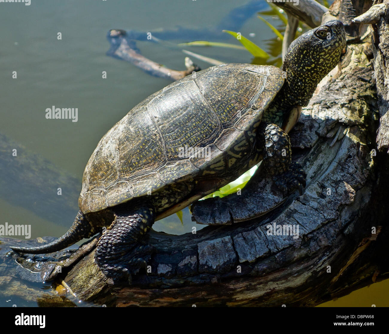 A European pond turtle (Emys orbicularis) swims in an outdoor enclosure ...