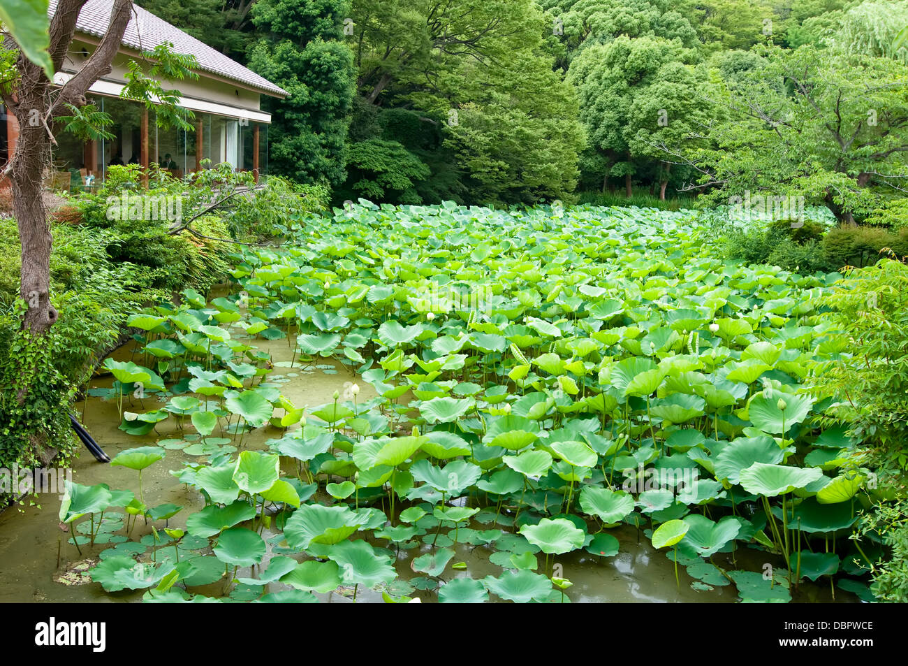 Big lotus leaves hi-res stock photography and images - Alamy