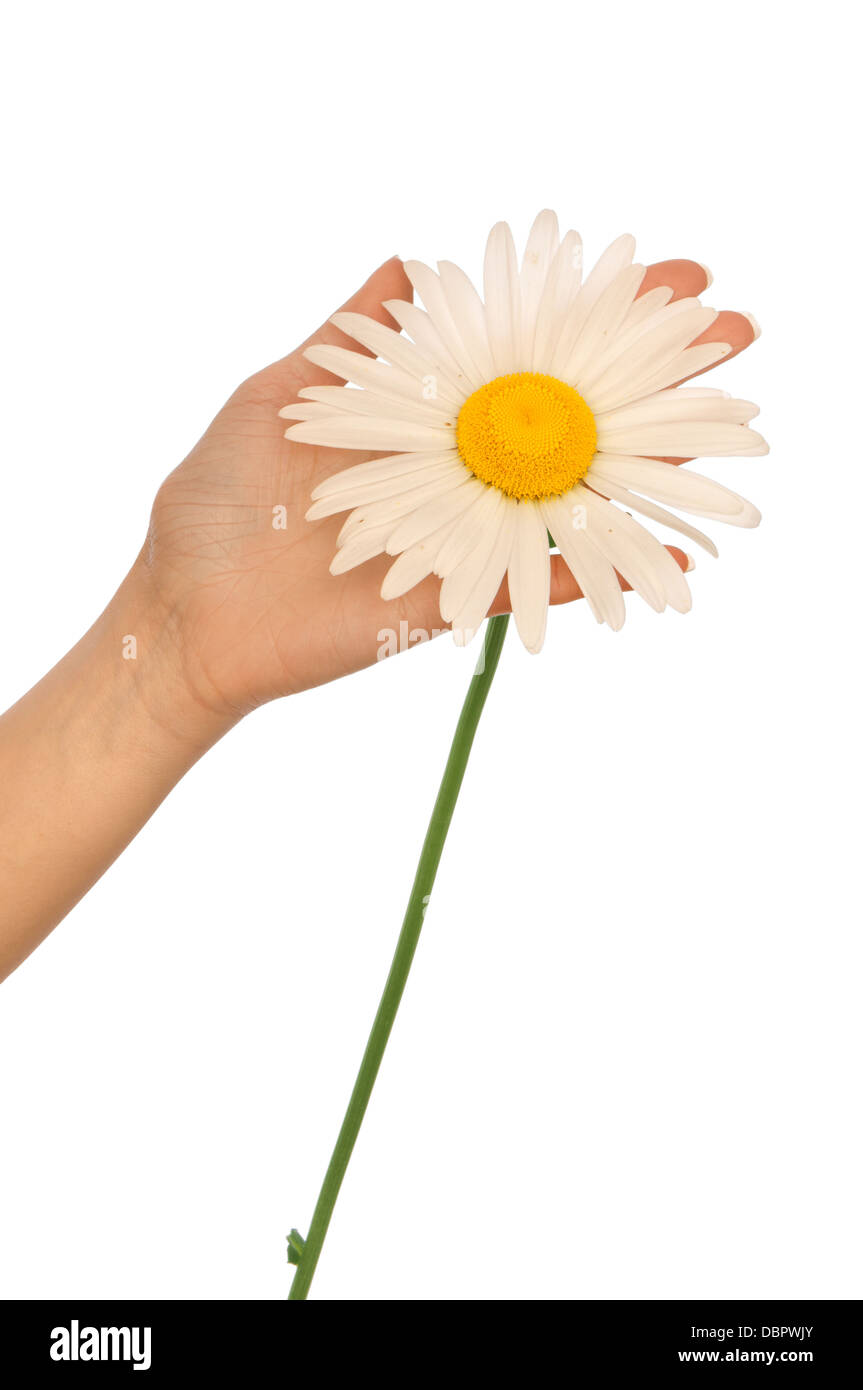 big white daisy Stock Photo - Alamy