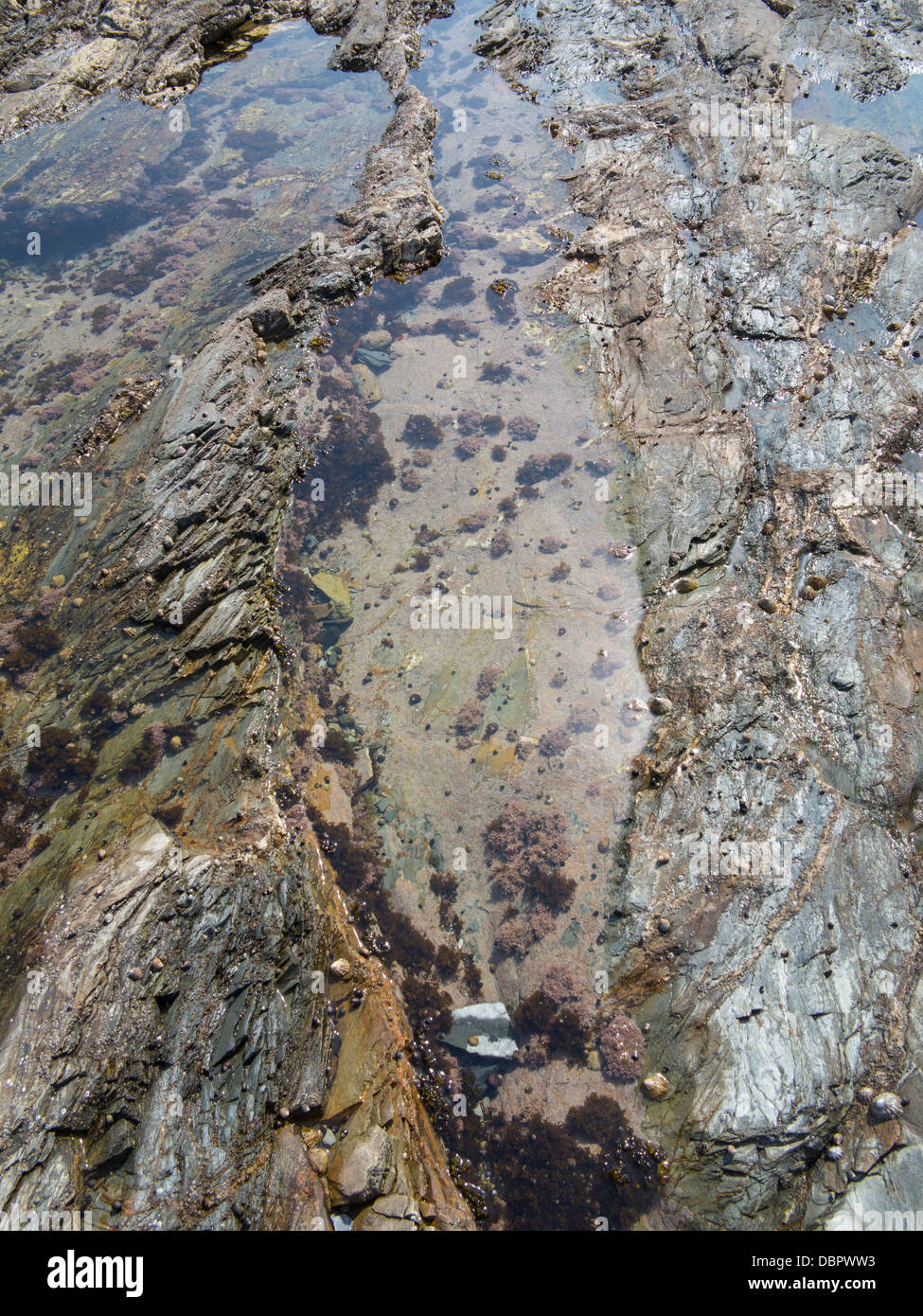 Rock pool uk hi-res stock photography and images - Alamy