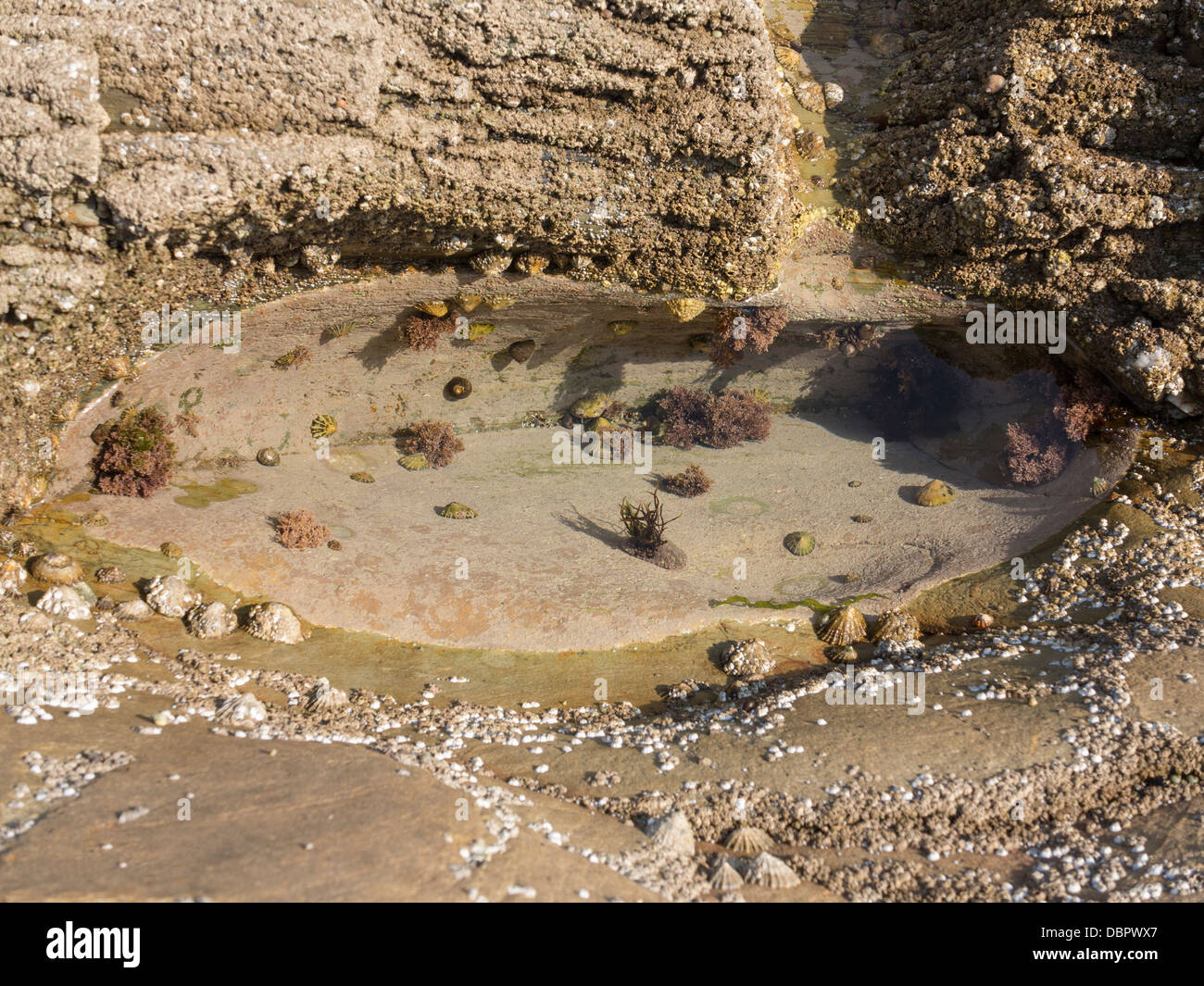 Nature rockpool hi-res stock photography and images - Alamy