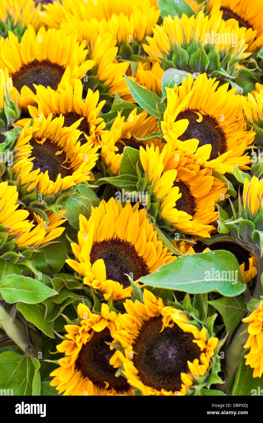 a bunch of bright sunflowers Stock Photo - Alamy