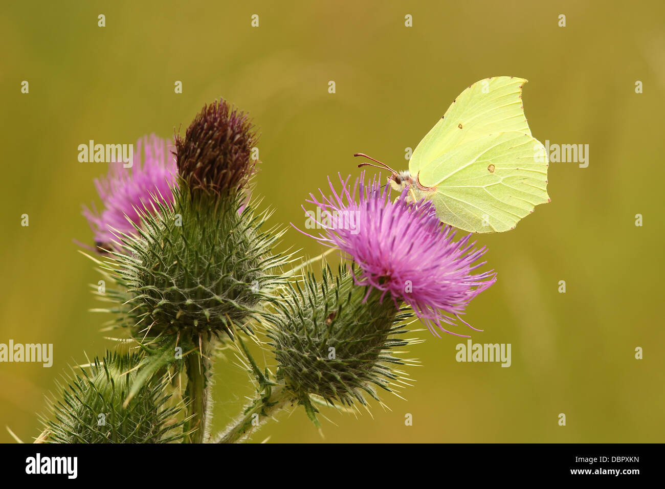 Brimstone nature hi-res stock photography and images - Alamy