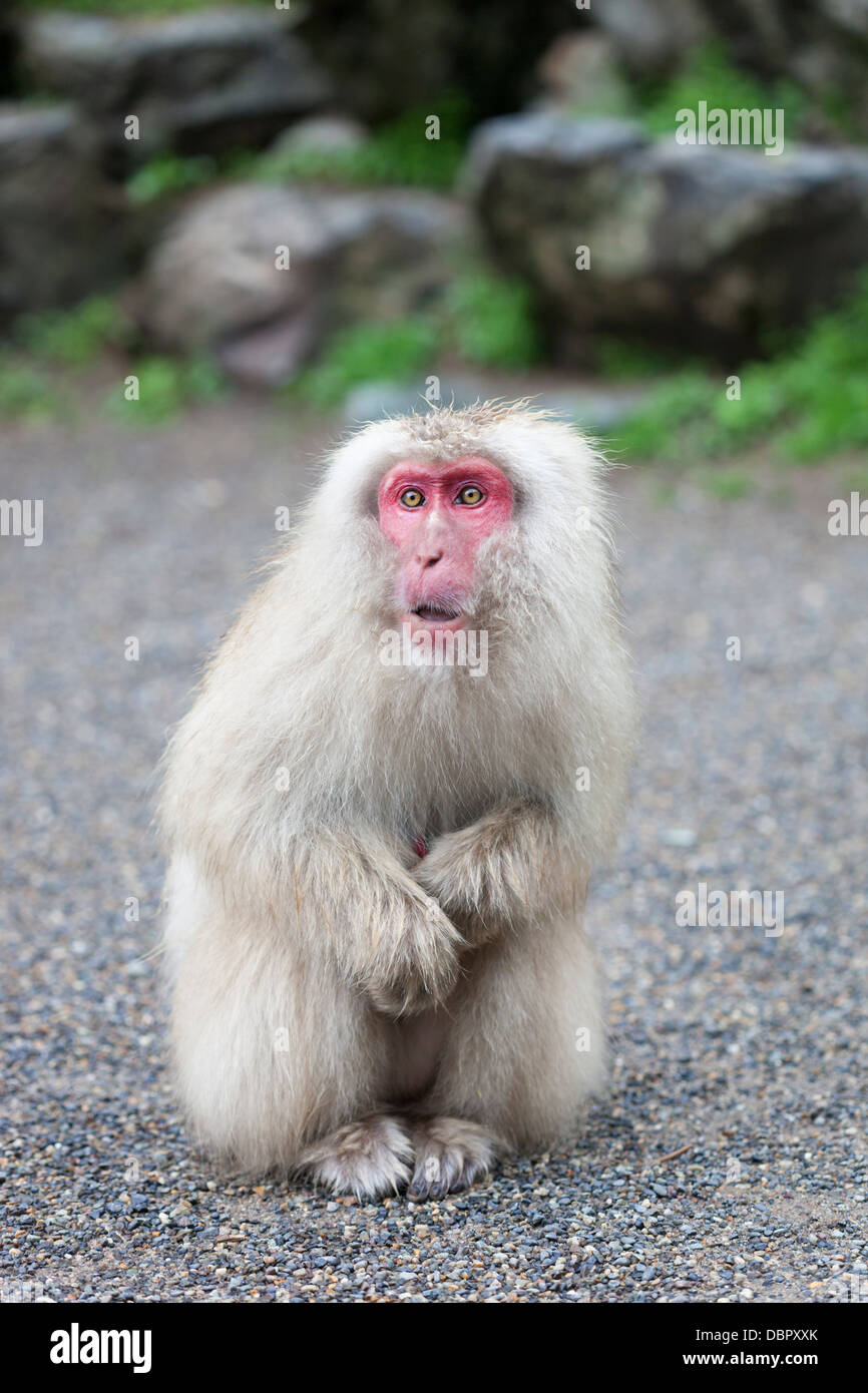 A Japanese Macaque, with a startled expression, sits on the gravel at ...