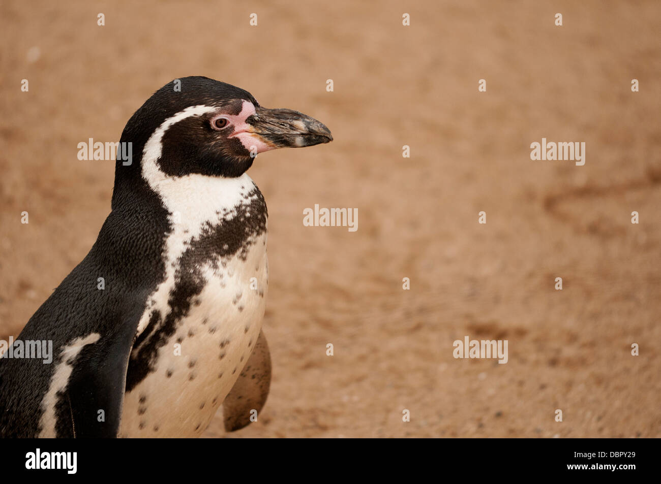 A small penguin Stock Photo - Alamy