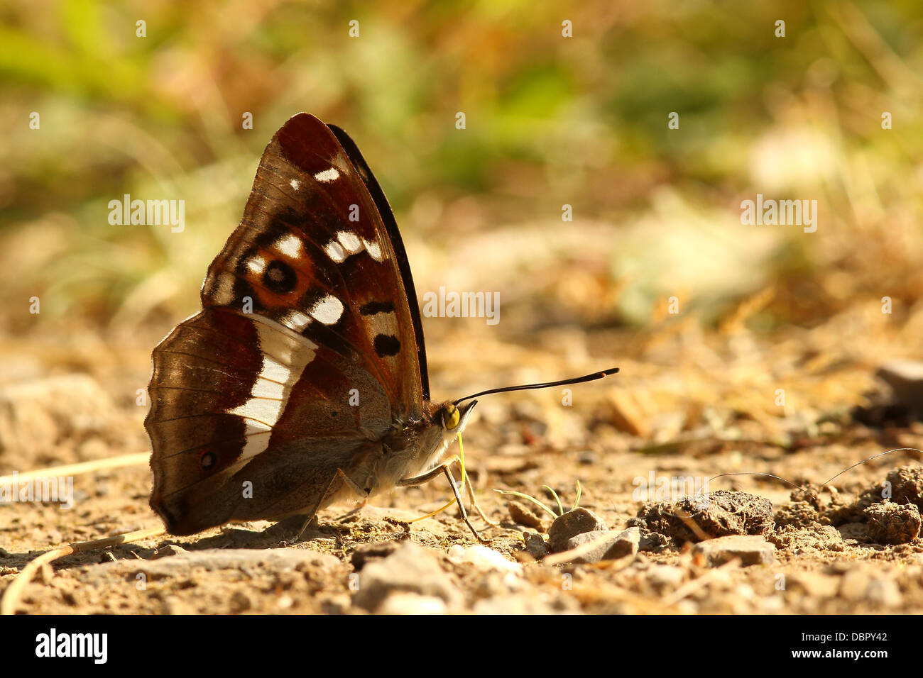 Purple bentley hi-res stock photography and images - Alamy