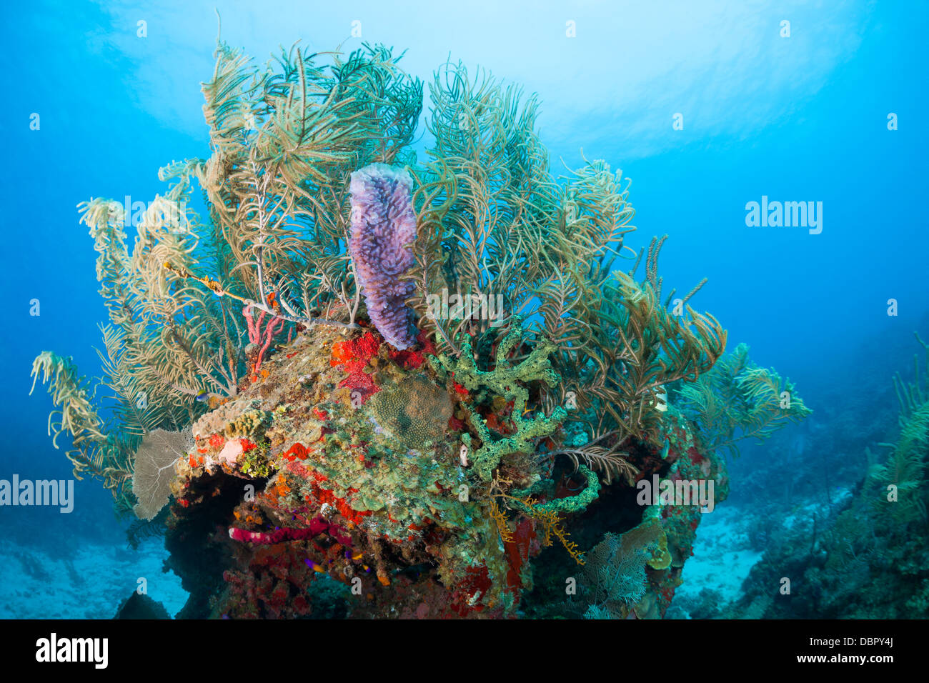 Azure Vase Sponge (Callyspongia plicifera) and Sea Rods on a tropical ...