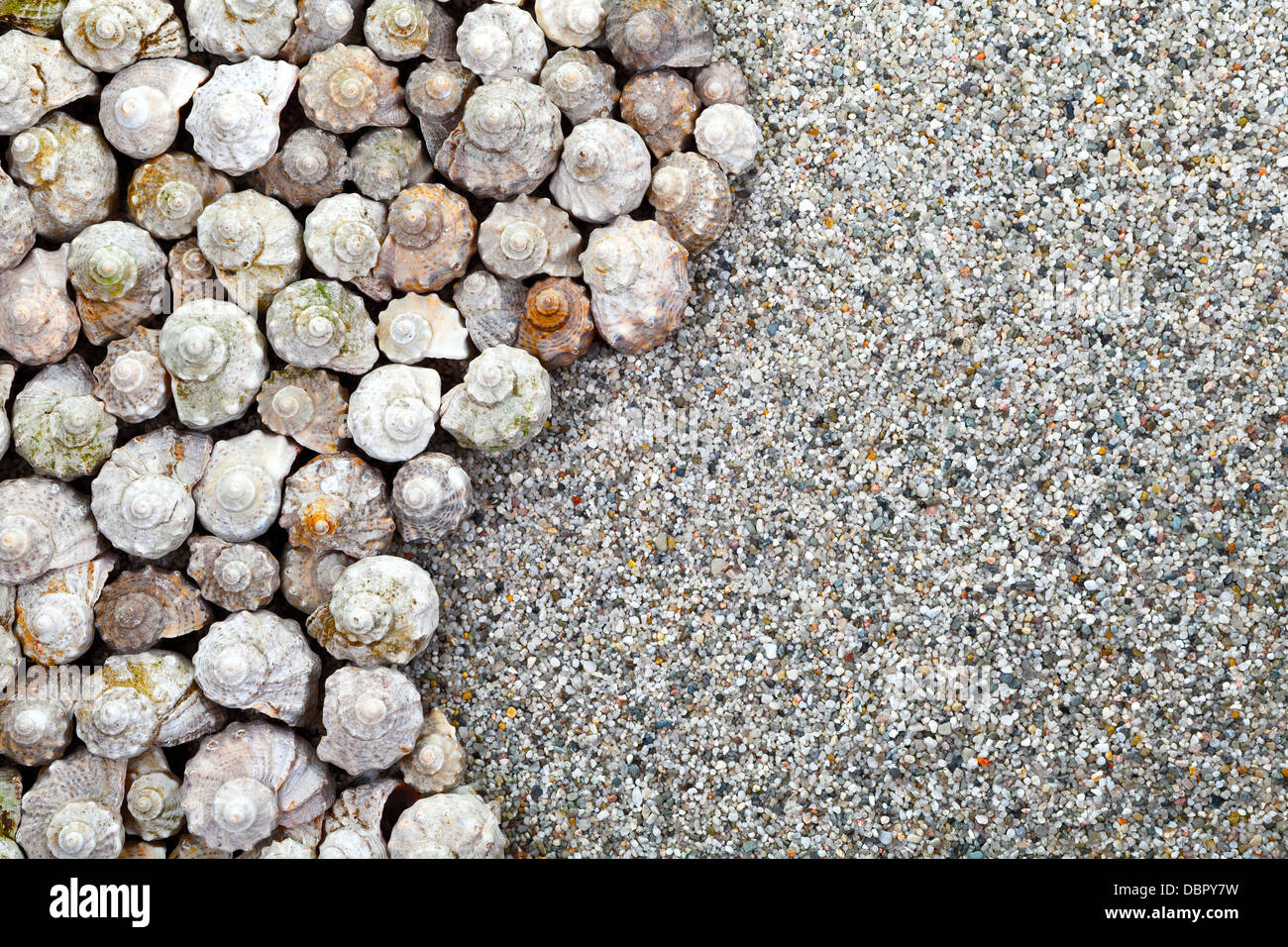 Shells with copy space for background. Top view Stock Photo - Alamy