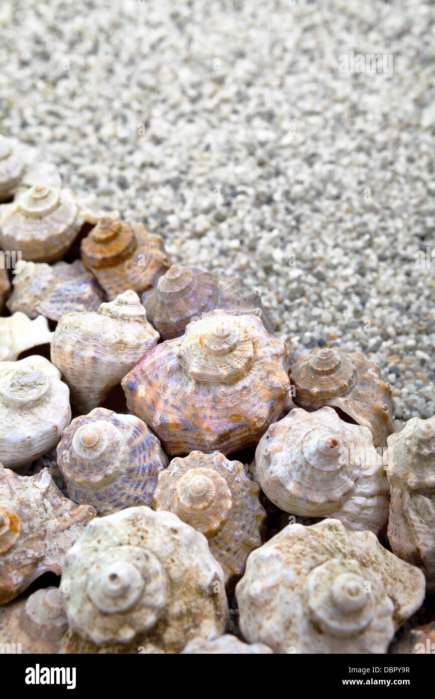 Sea shell composition hi-res stock photography and images - Alamy
