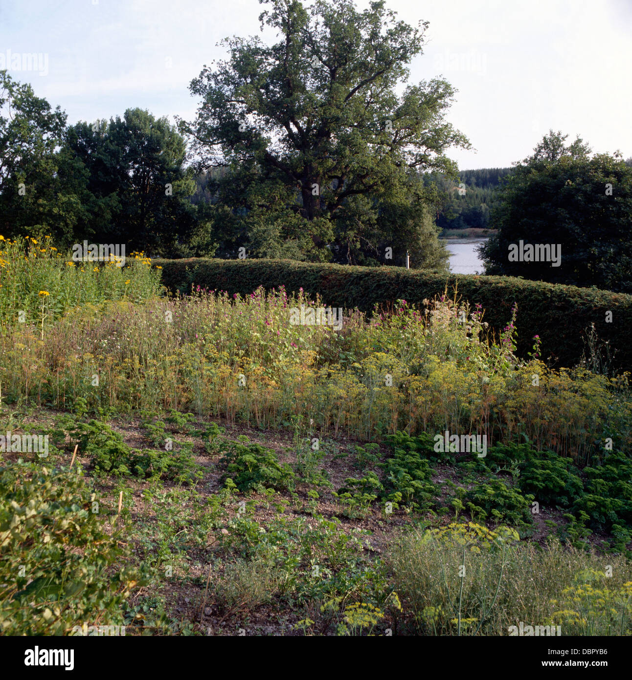 Wild perennials growing in large Swedish country garden with clipped ...
