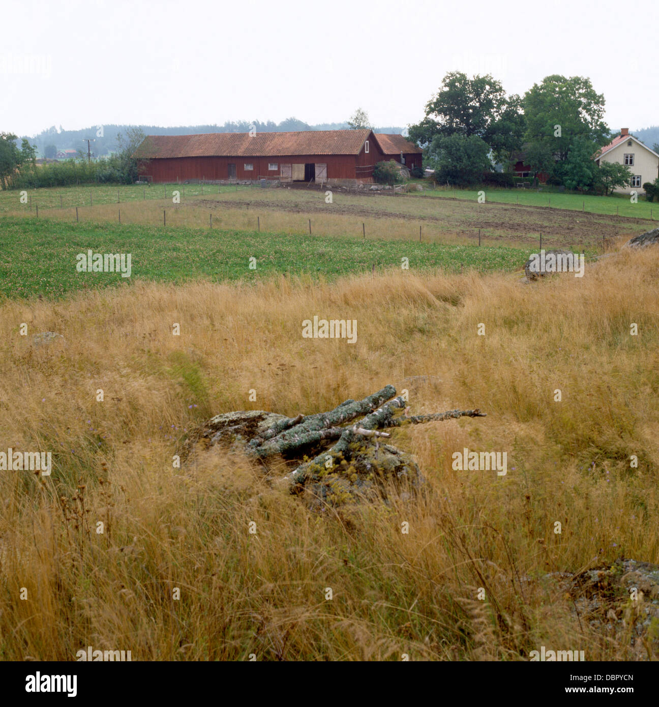 Pile of rustic logs in dry grasses on the edge of a field with a long ...