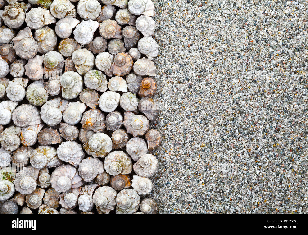 Sea shells with copy space. Summer background. Top view Stock Photo - Alamy