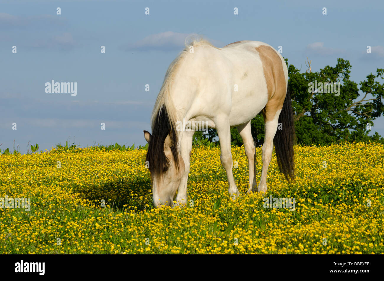 Dun white cob horse in hi-res stock photography and images - Alamy