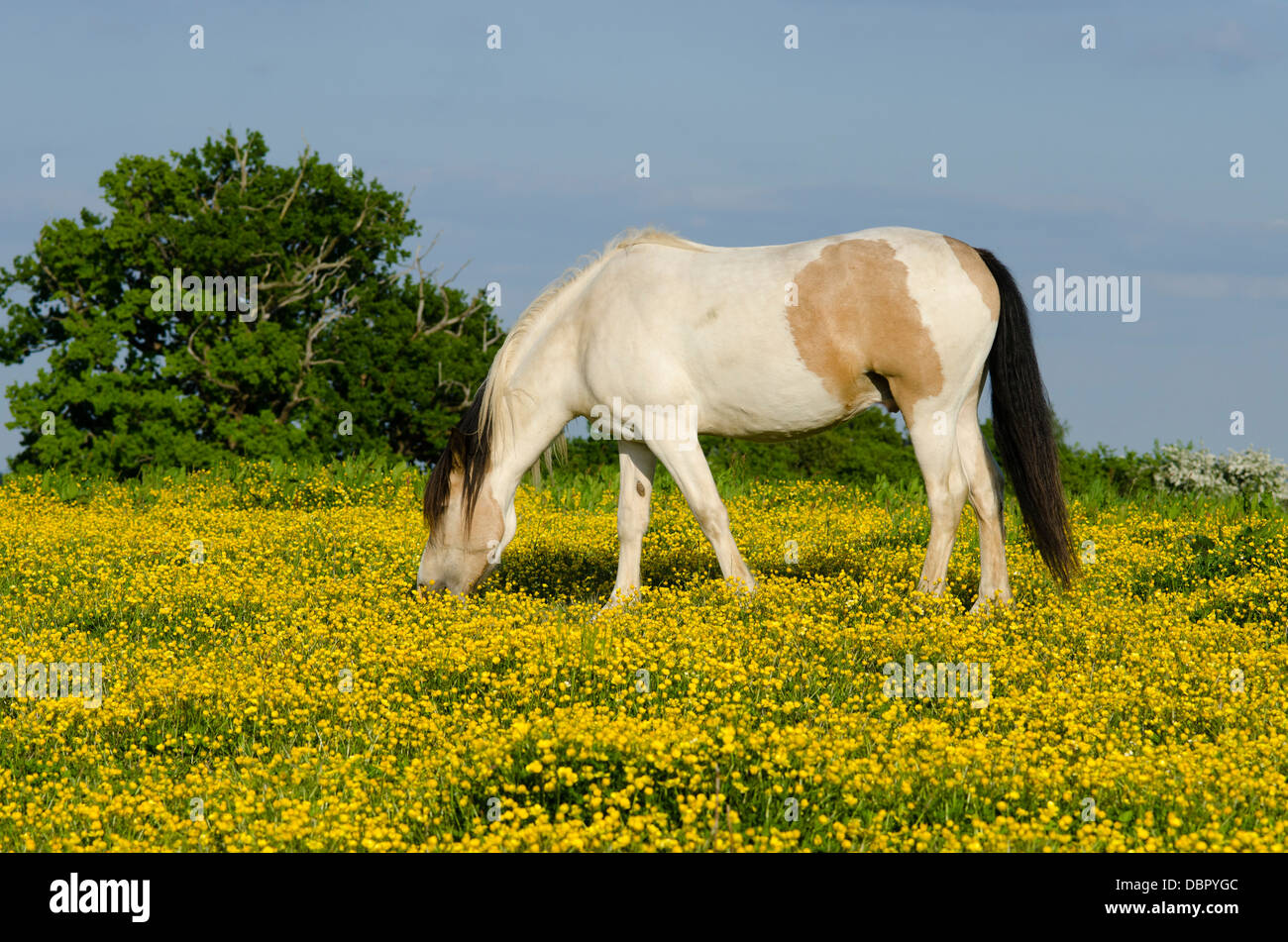 Dun white cob horse in hi-res stock photography and images - Alamy