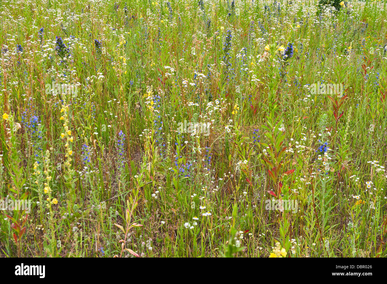 Rural wildflower hi-res stock photography and images - Alamy
