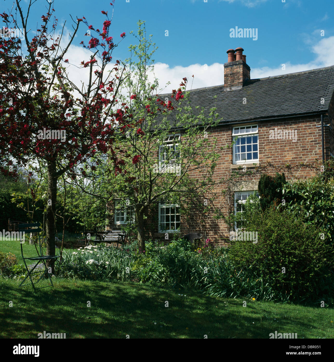 Small tree on lawn in front of country cottage Stock Photo - Alamy