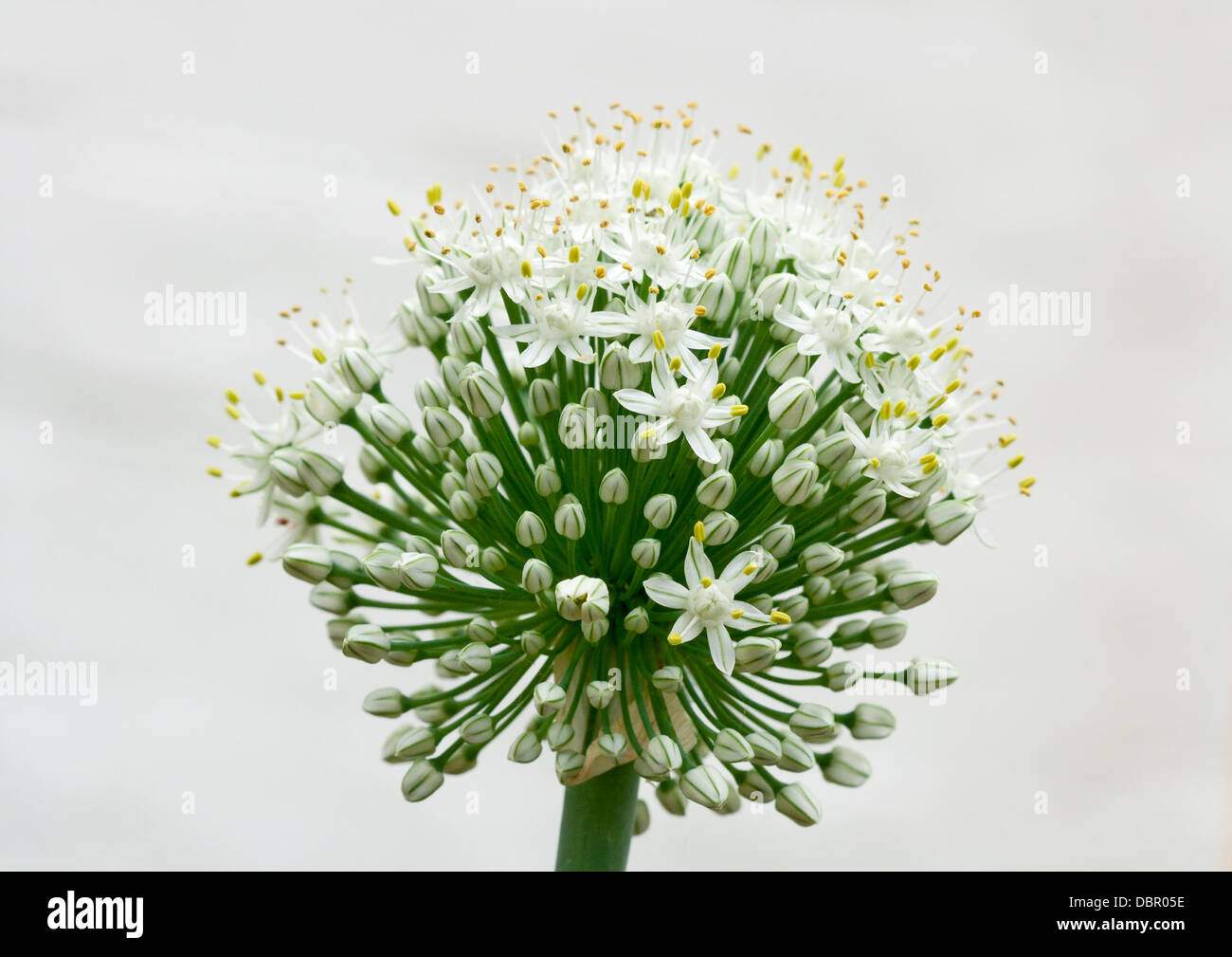 Onion seed flower hi-res stock photography and images - Alamy