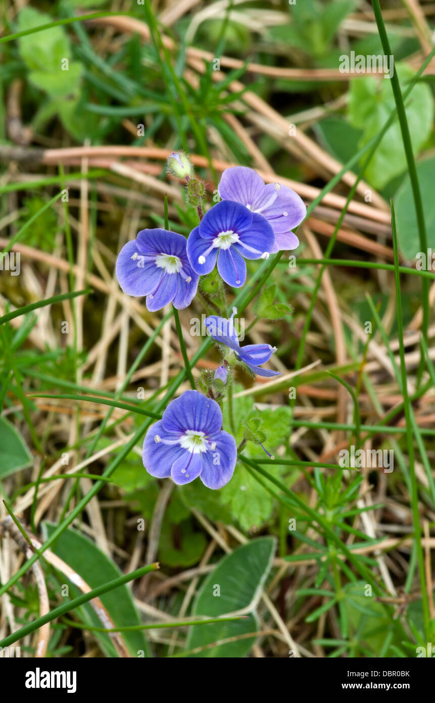 A common plant of grassy areas Stock Photo - Alamy