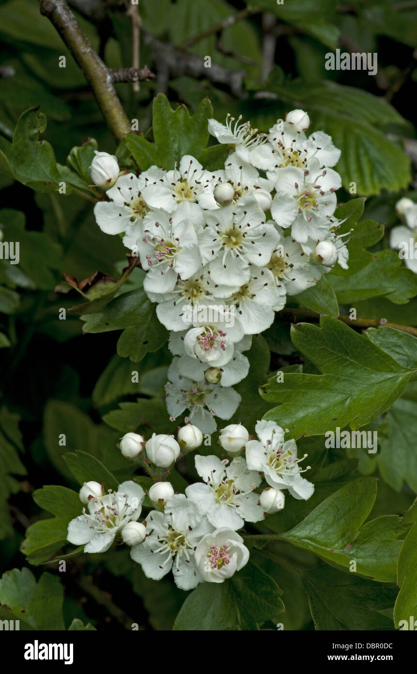 Hawthorn hedge in bloom hi-res stock photography and images - Alamy