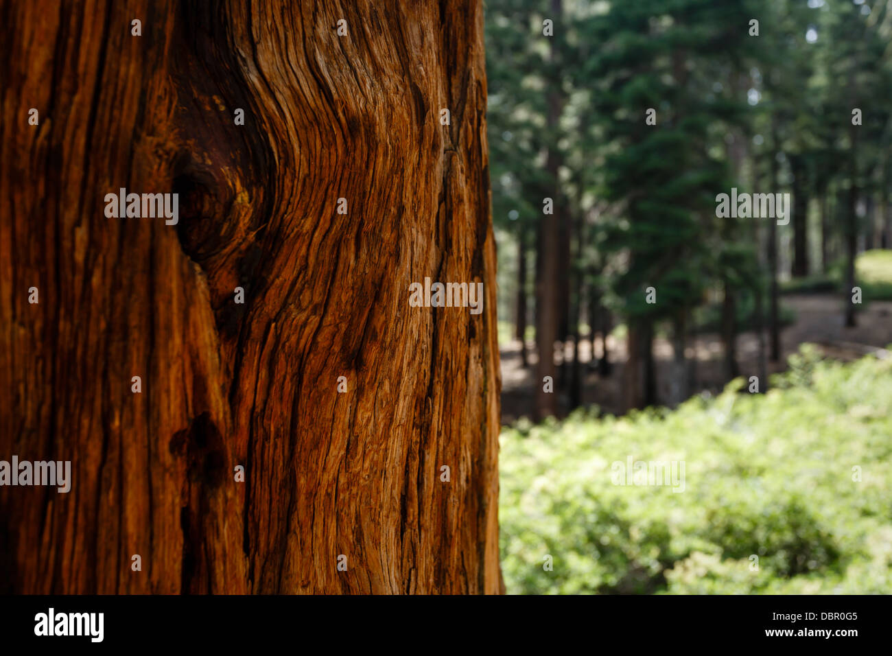 Close-up of giant sequoia redwood tree trunk bark pattern in meadow in ...