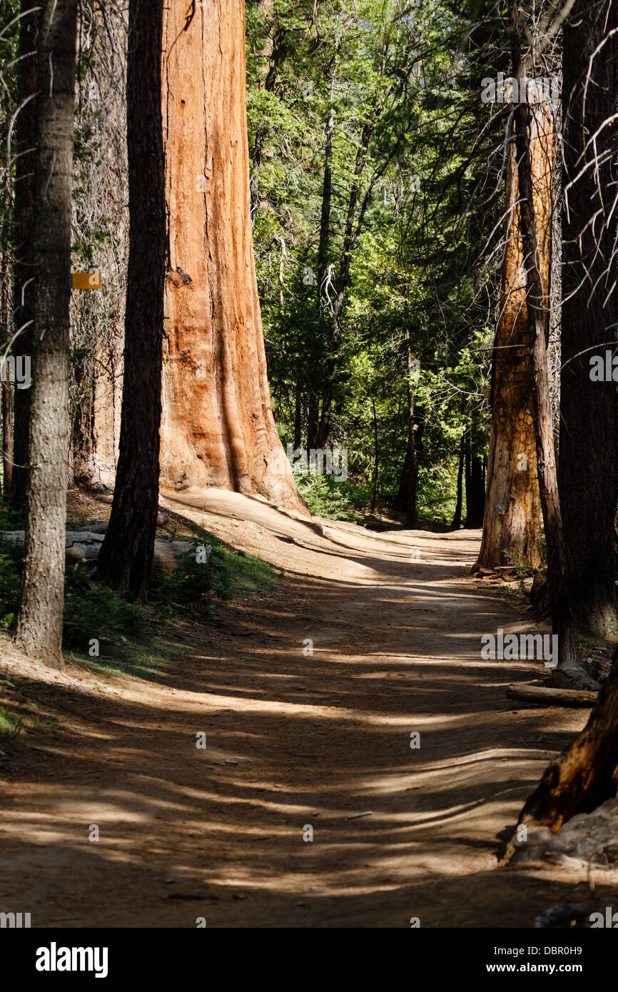 Walkway through giant sequoia redwood forest in Yosemite National Park ...
